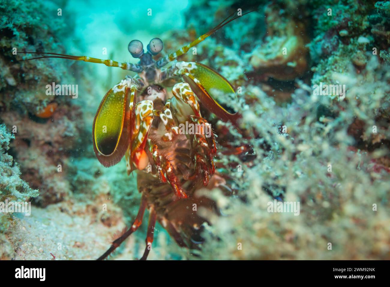 Close-up macro view of Peacock Mantis Shrimp, Odontodactylus scyllarus ...