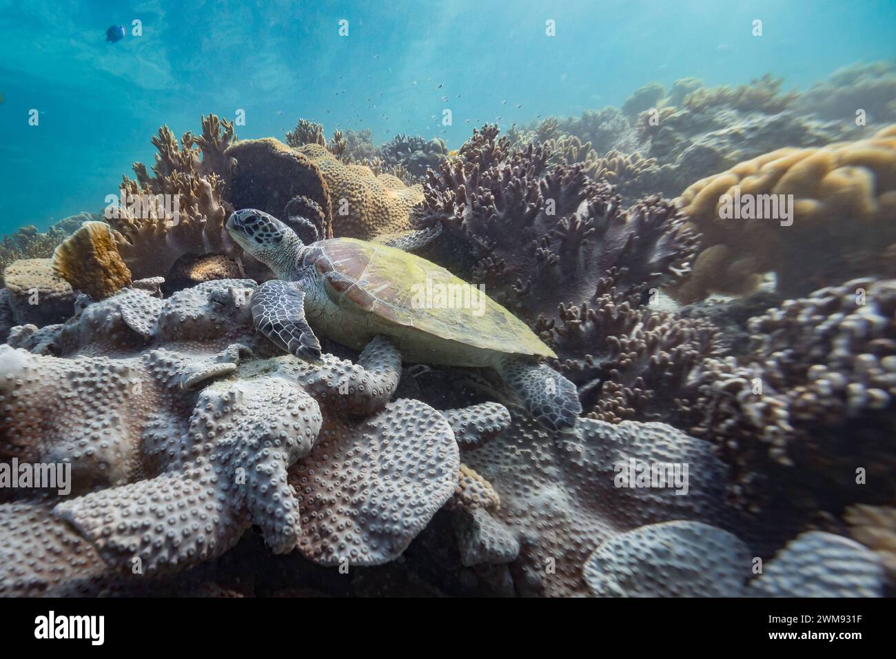 Green Sea Turtles, Chelonia mydas, swimming along a tropical coral reef ...