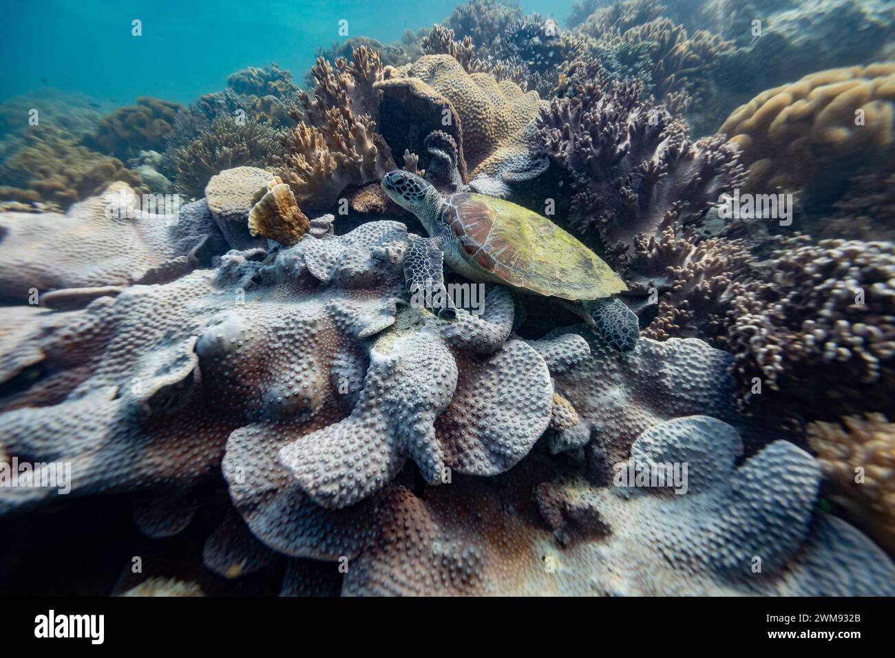 Sea turtle swimming along tropical hi-res stock photography and images ...