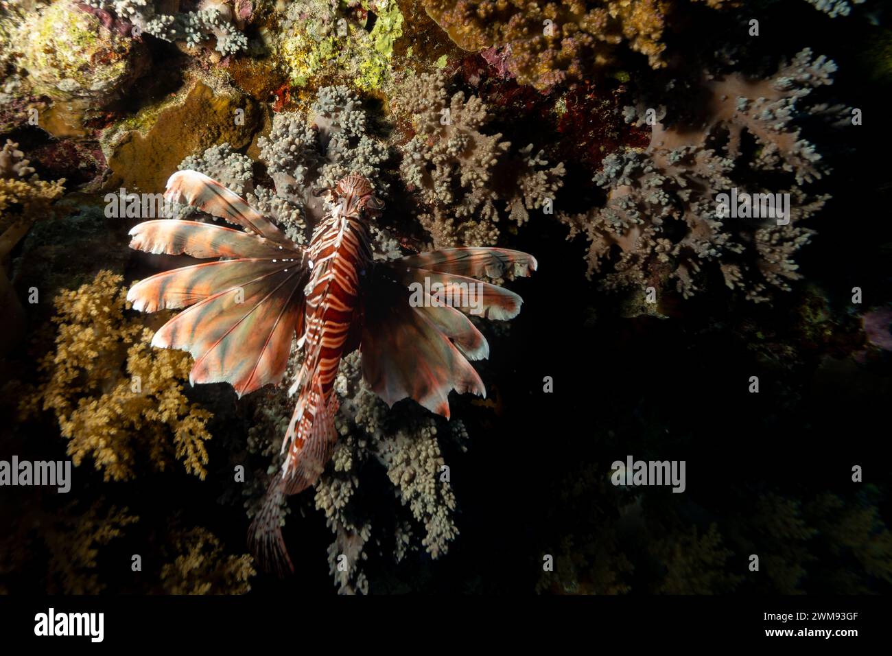 Lion fish defensively spreads its spines as it swims away from danger ...
