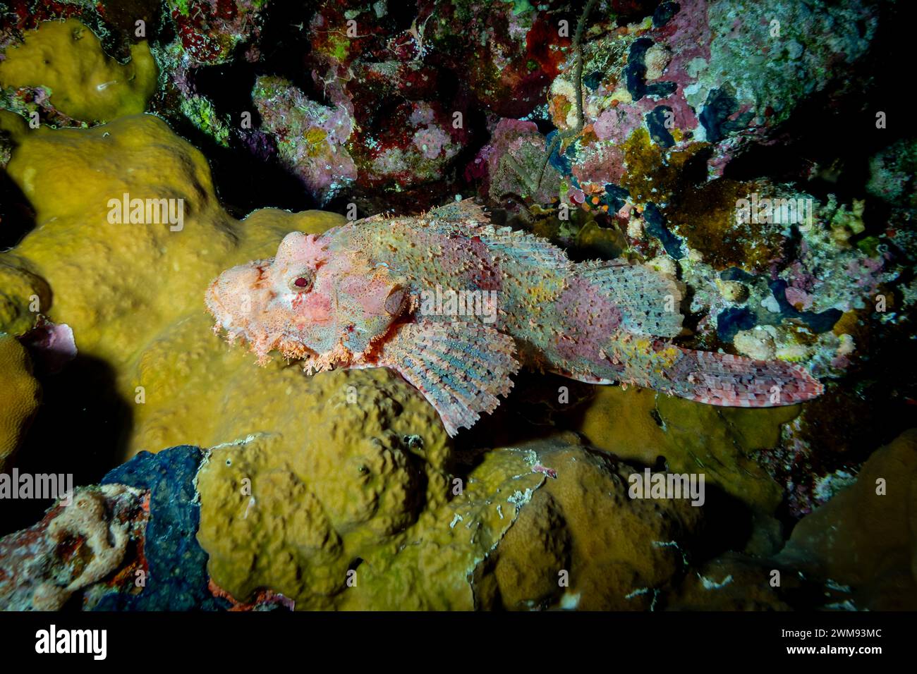 Scorpion fish on coral hi-res stock photography and images - Alamy