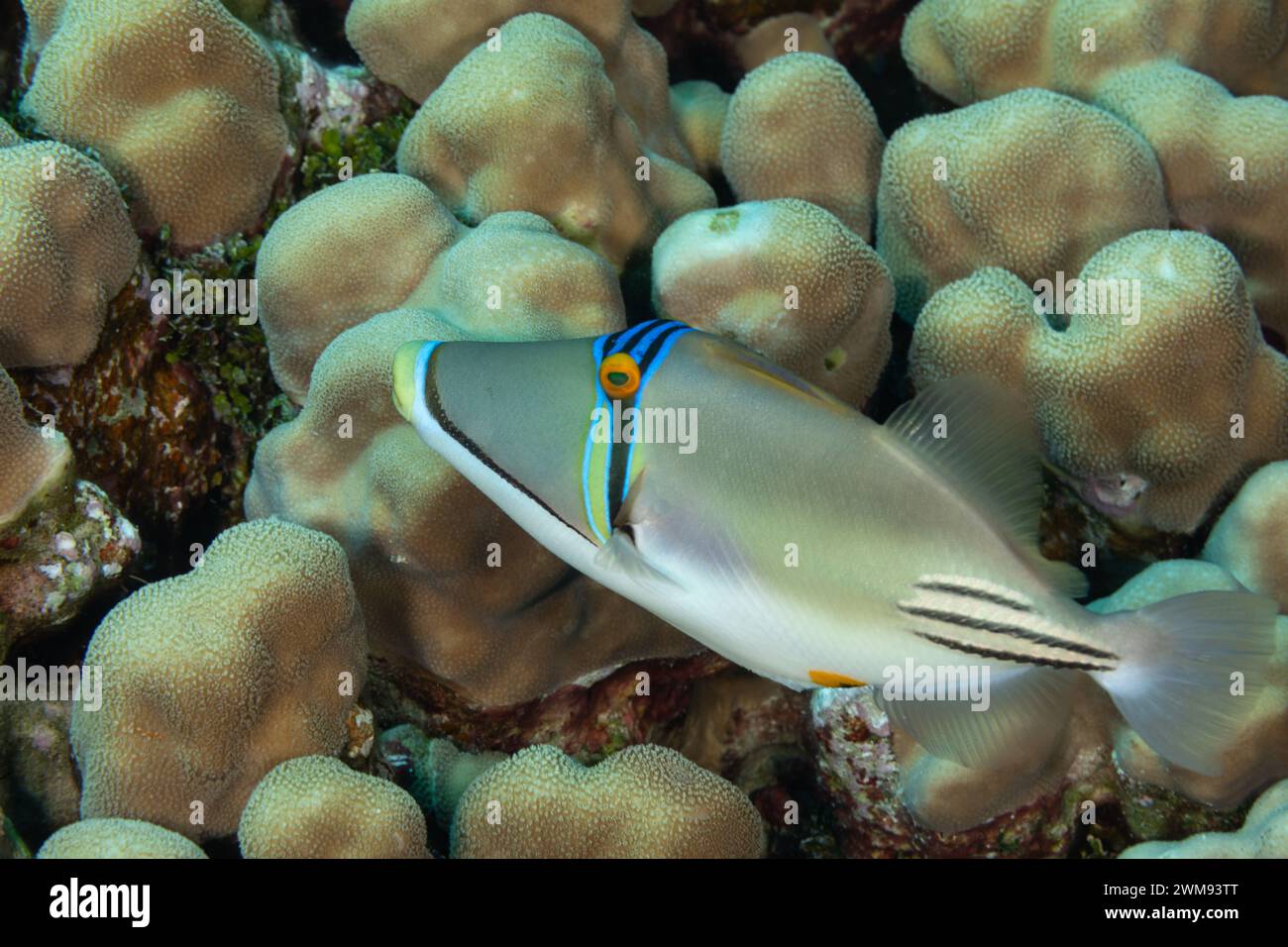 Trigger fish swims through clear blue waters on a tropical coral reef ...