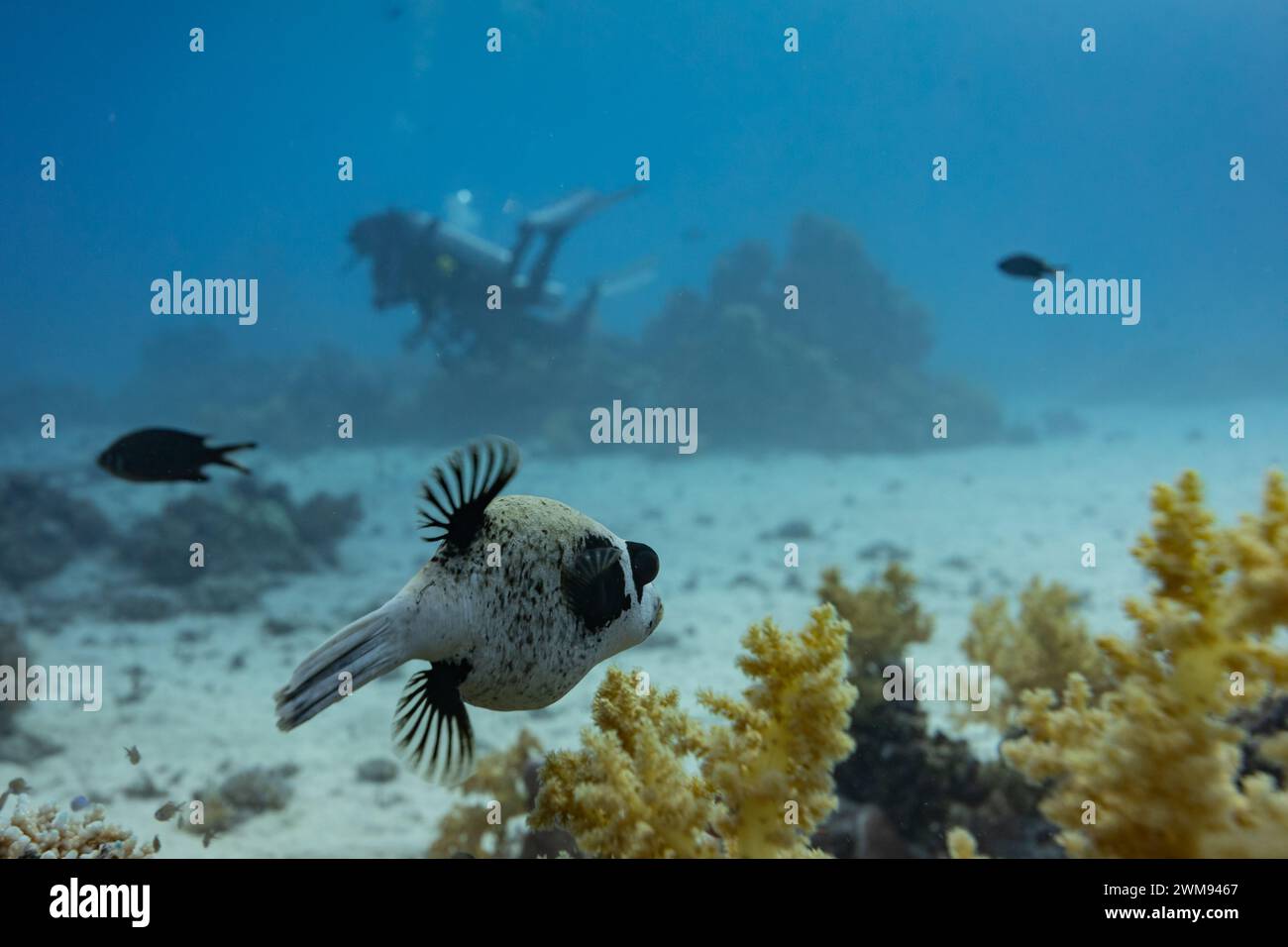 Puffer fish swims through clear blue waters on a tropical coral reef ...