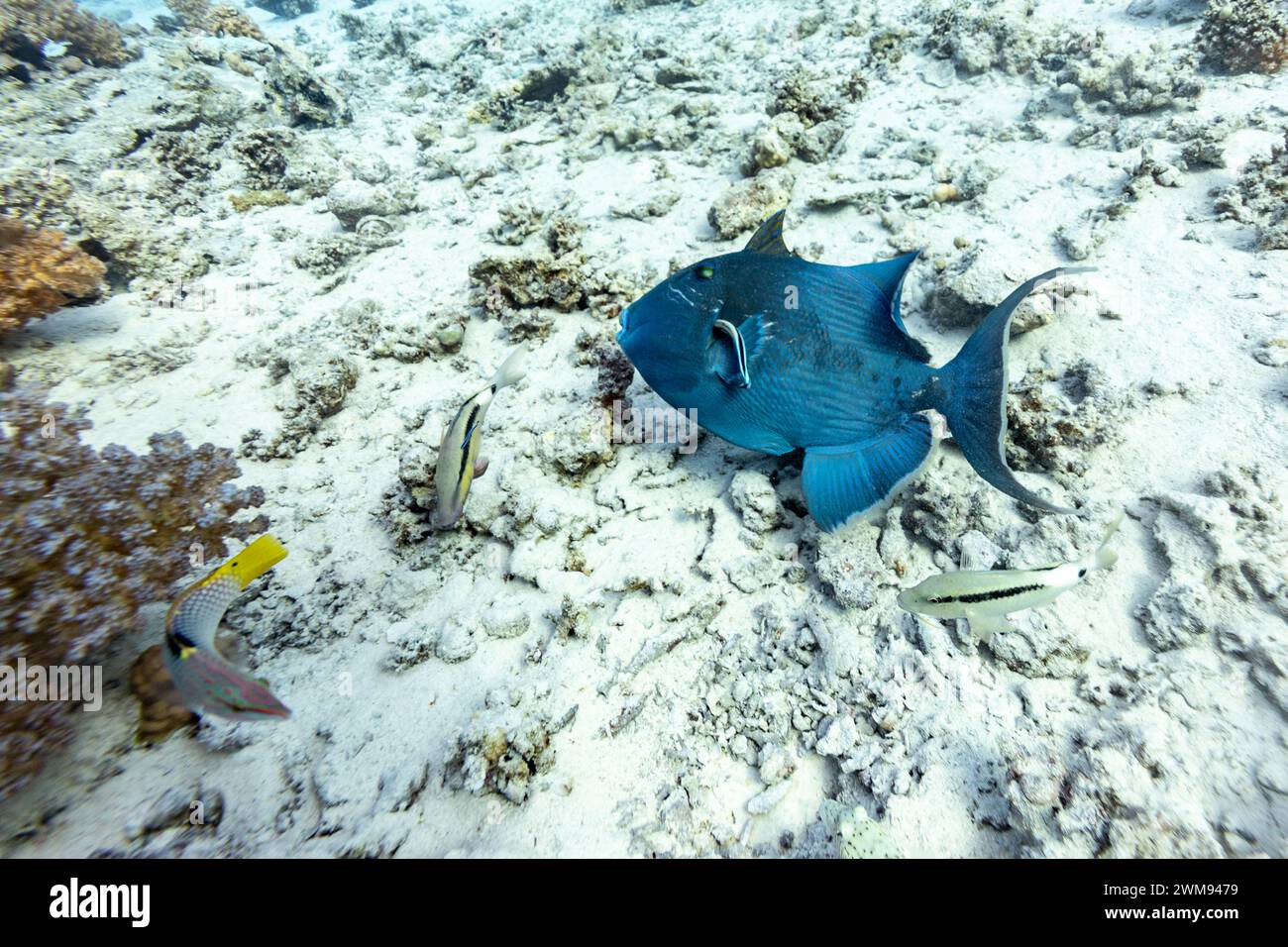 Blue trigger fish gets cleaned by cleaner wrasses at a cleaning station ...