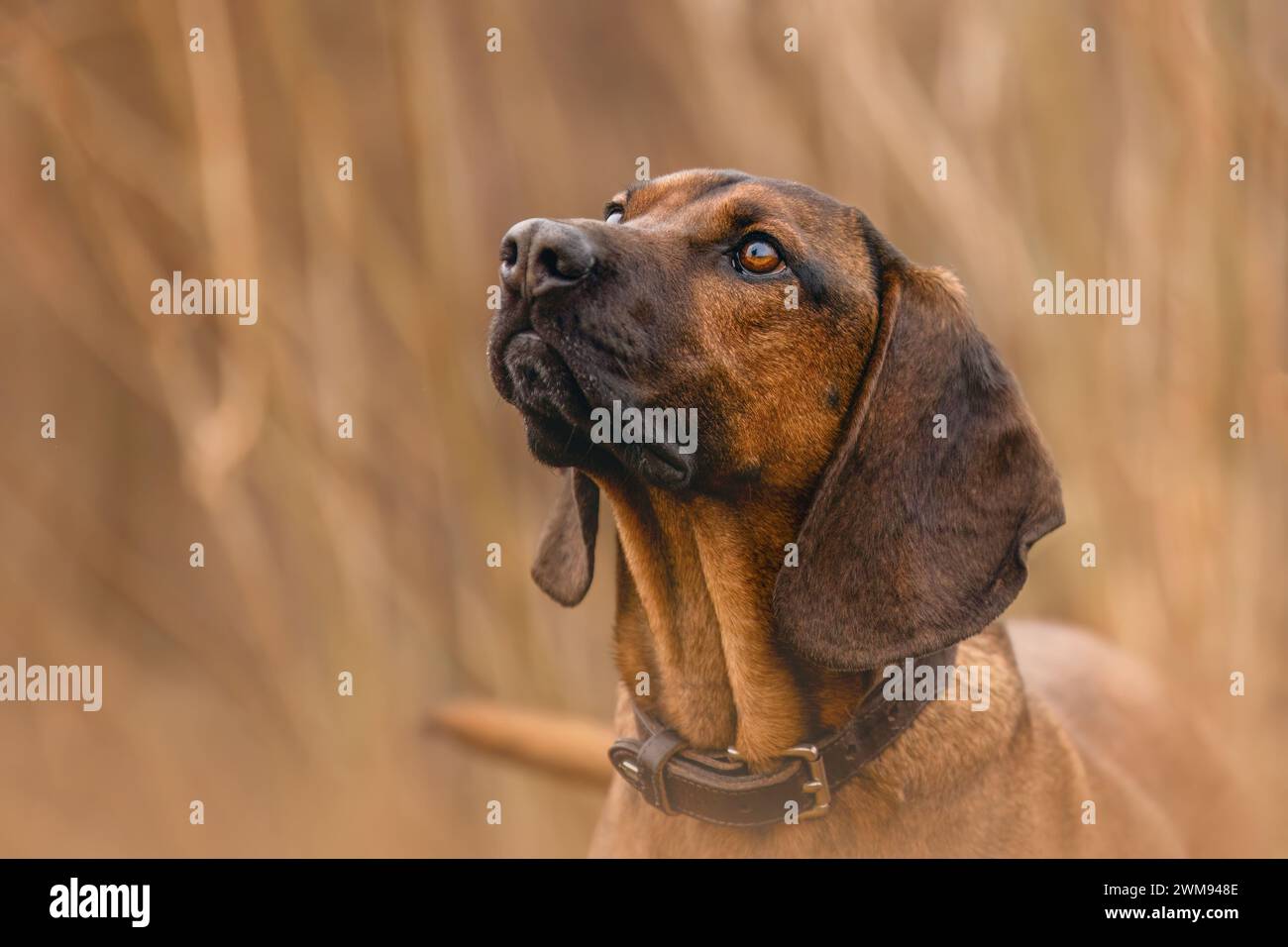 Head portrait of a bavarian mountain dog, bayerischer ...