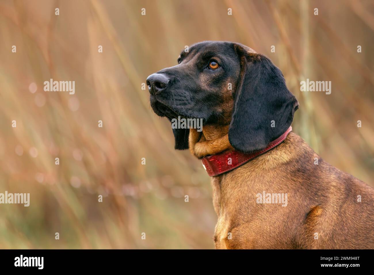 Head portrait of a bavarian mountain dog, bayerischer ...
