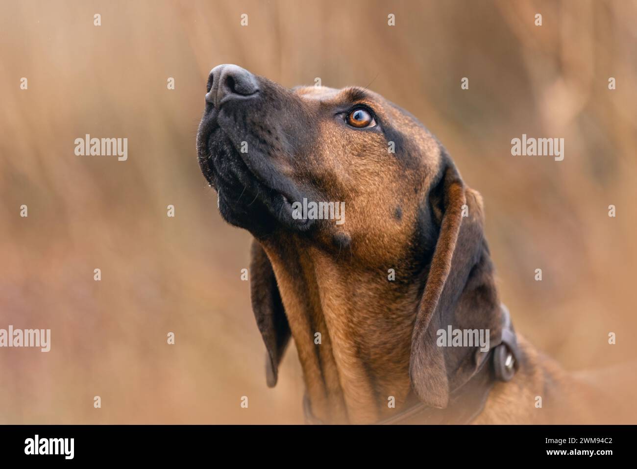 Head portrait of a bavarian mountain dog, bayerischer ...