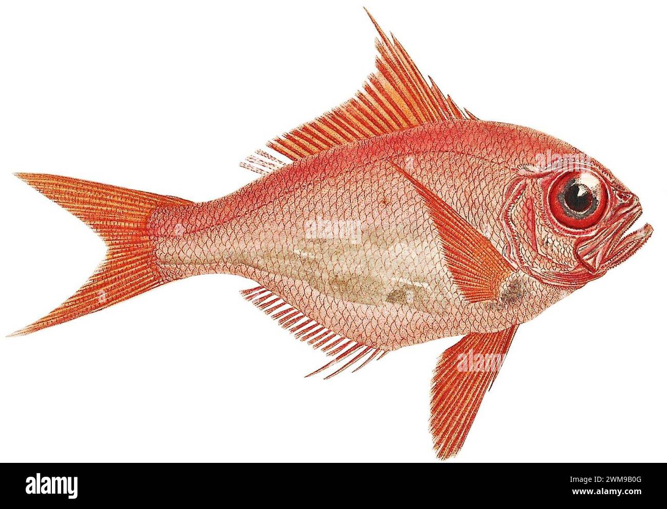 Beryx decadactylus (white background Stock Photo - Alamy