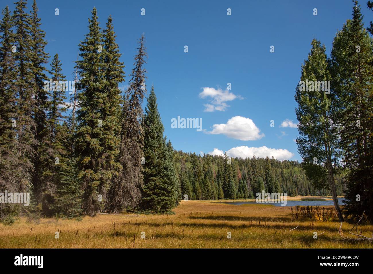 White mountain apache reservation hi-res stock photography and images ...