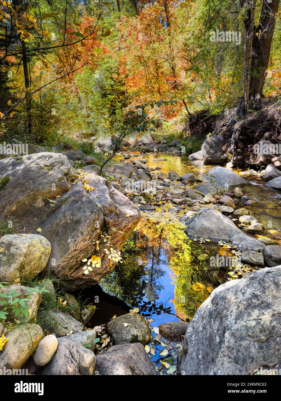Fall colors reflect in the waters of Christopher Creek in See Canyon of ...