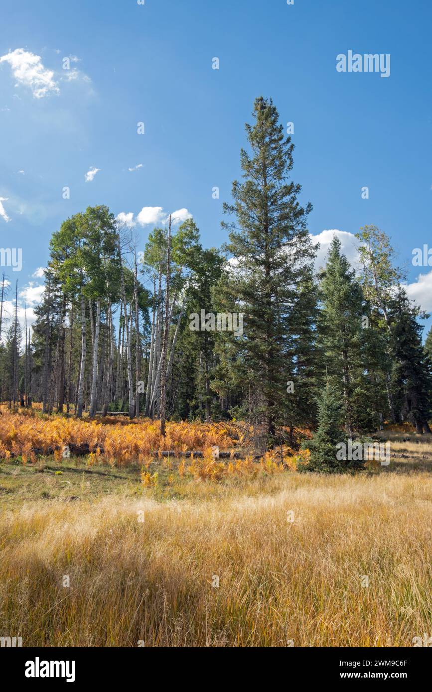 Forest reservation hi-res stock photography and images - Alamy