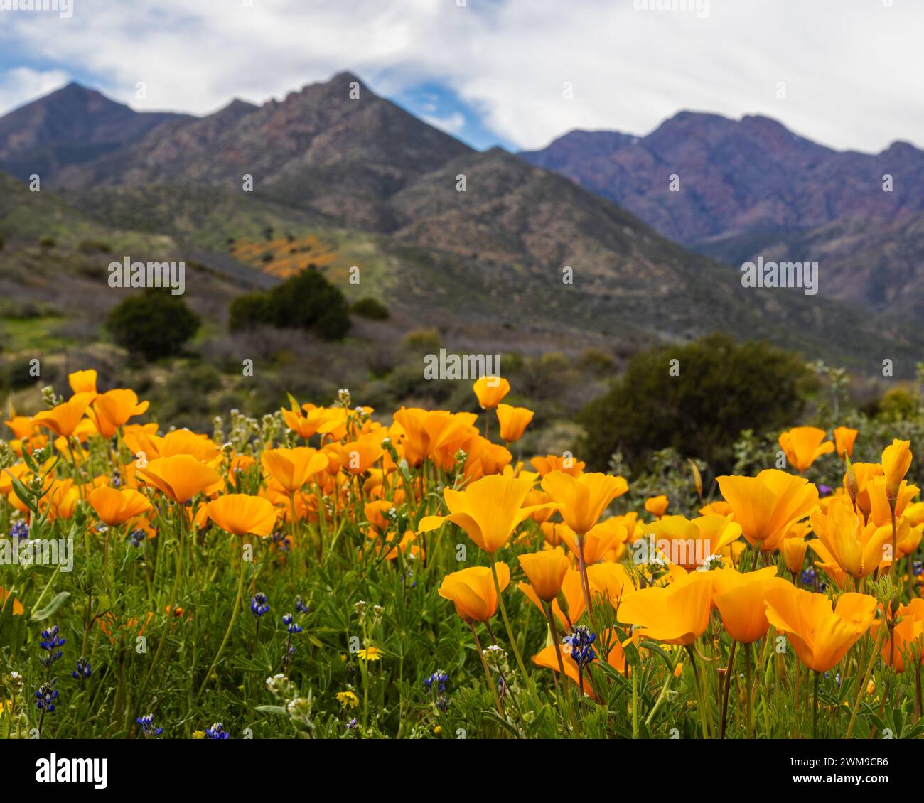 Deer creek trail hi-res stock photography and images - Alamy