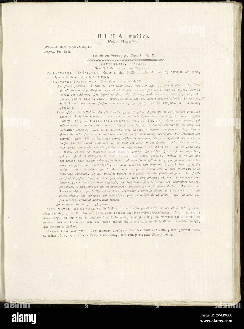 Beta maritima (modern=Beta vulgaris subsp. maritima) - Pl0233 ...