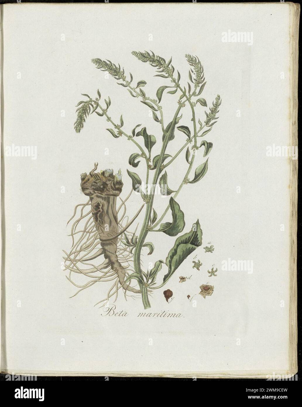 Beta maritima (modern=Beta vulgaris subsp. maritima) - Pl0233 ...