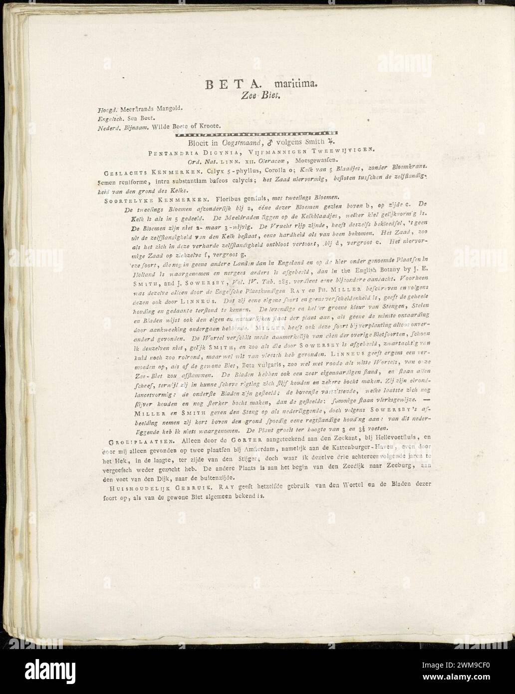 Beta maritima (modern=Beta vulgaris subsp. maritima) - Pl0233 ...