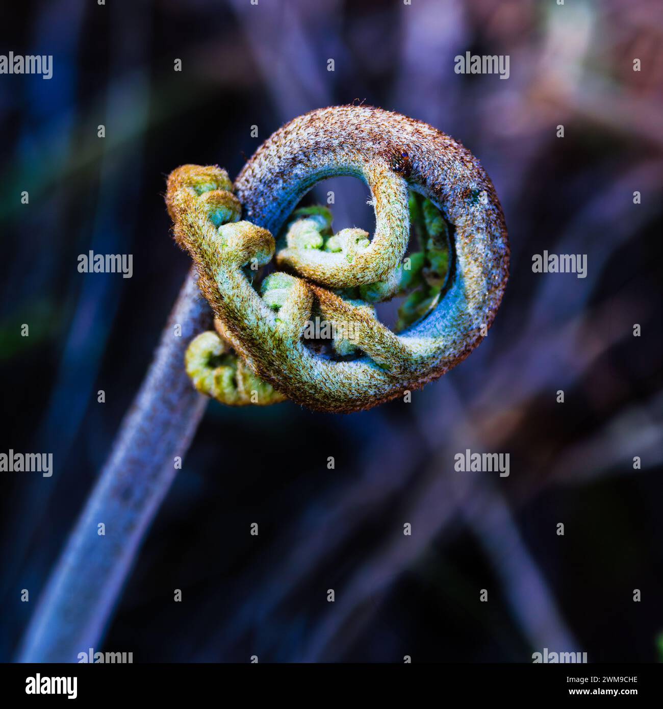 Curled young fern emerges hi-res stock photography and images - Alamy