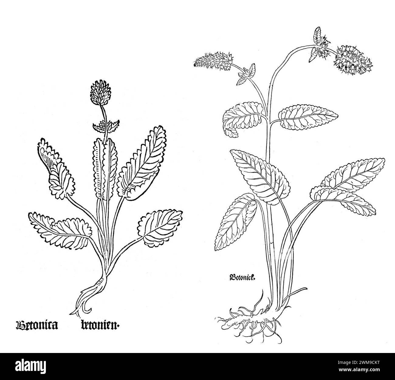 Betonica Cut Out Stock Images & Pictures - Alamy