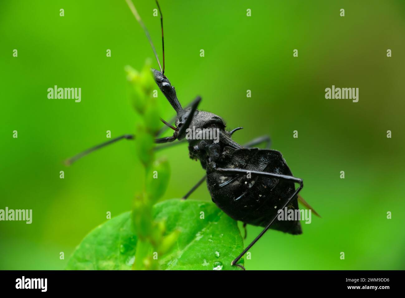 Image of Assassin bug (Sycanus croceovittatus) on the branch. Insect ...