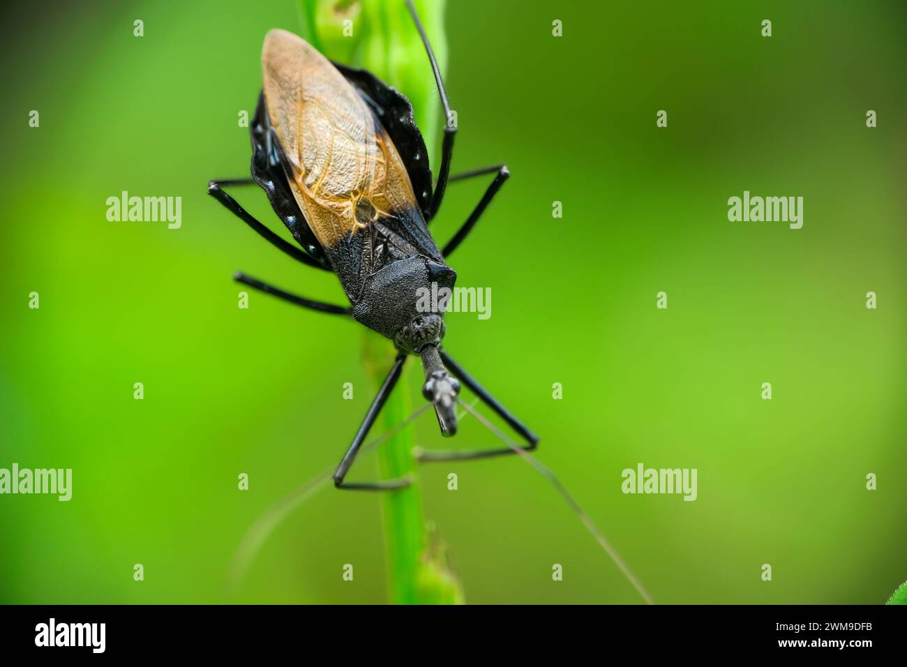 Image of Assassin bug (Sycanus croceovittatus) on the branch. Insect ...