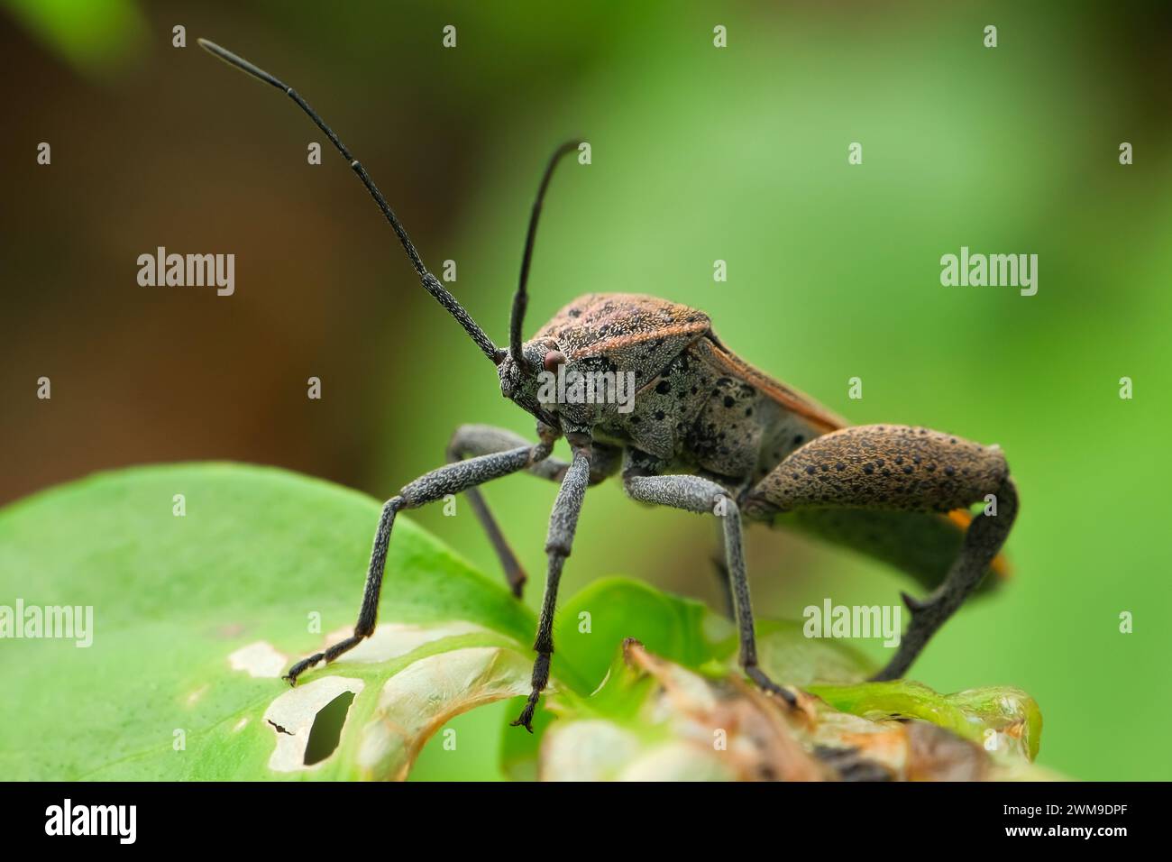 Leptocorisa oratorius hi-res stock photography and images - Alamy