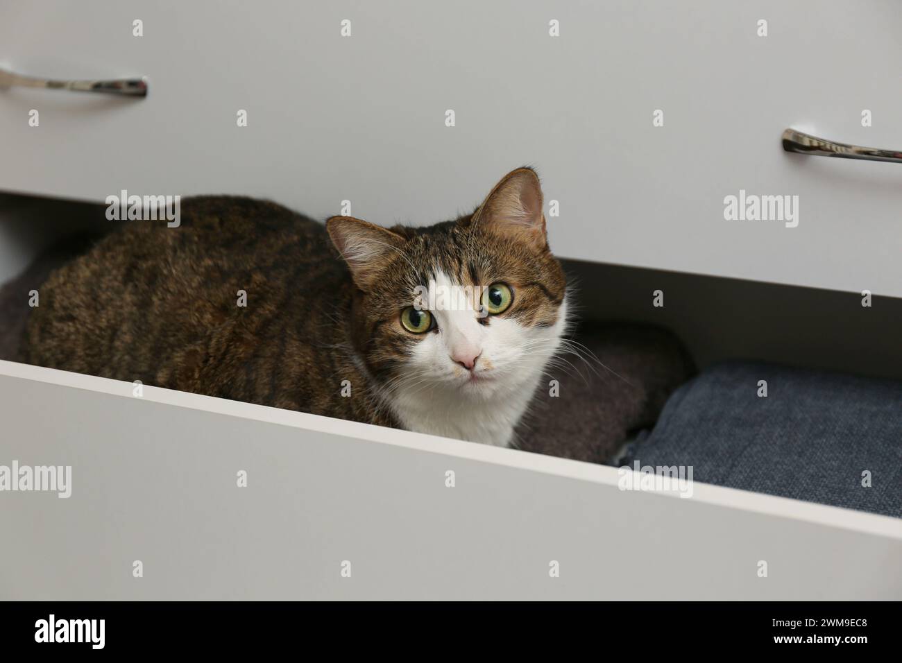 Cute cat in drawer at home. Lovely pet Stock Photo - Alamy
