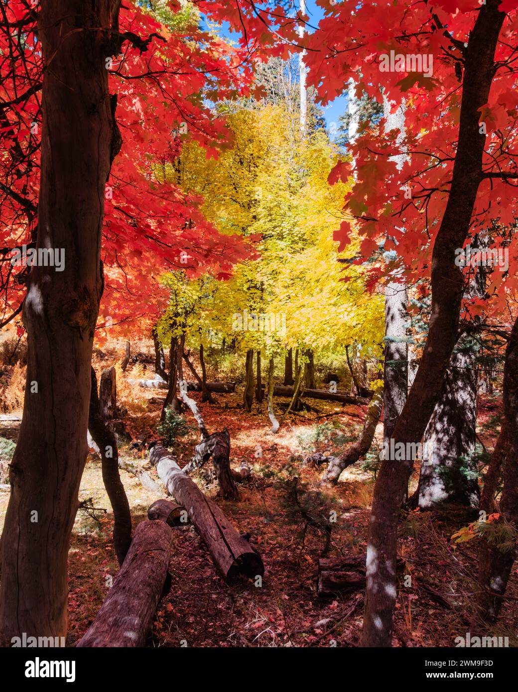 Modollon rim hi-res stock photography and images - Alamy