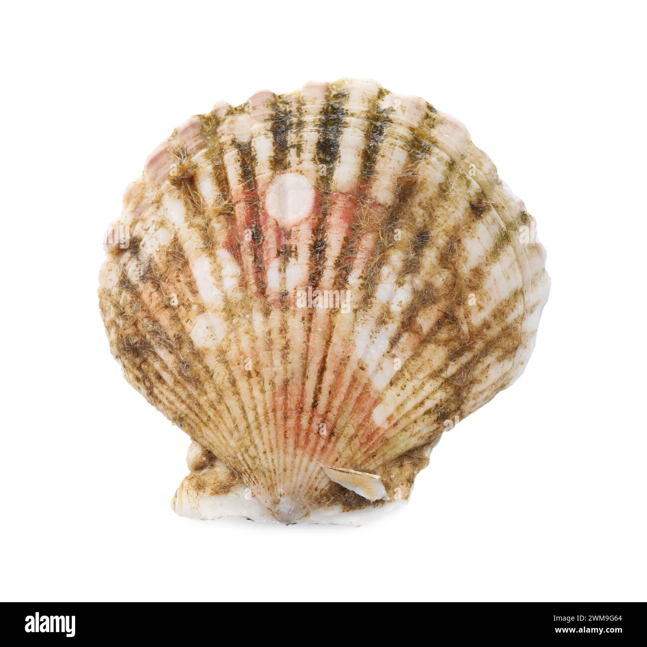 Scallop closed hi-res stock photography and images - Alamy