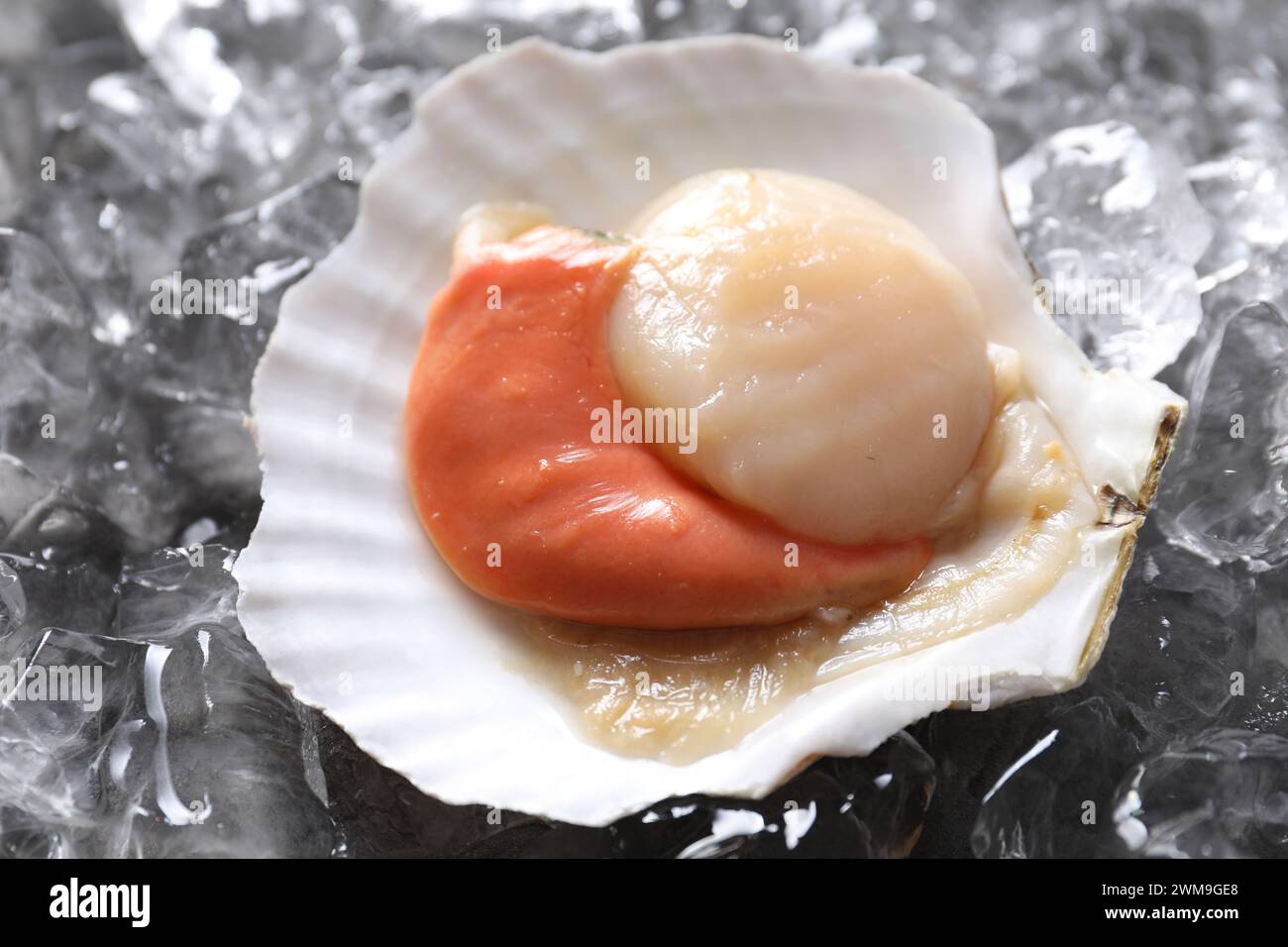 Fresh raw scallop in shell on ice cubes, closeup Stock Photo - Alamy