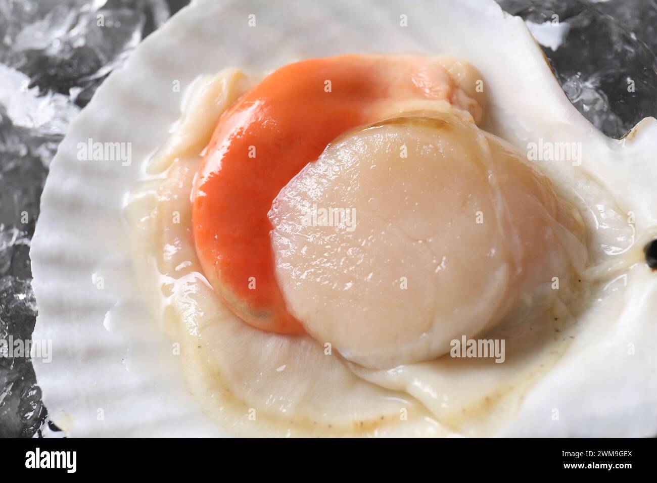 Fresh raw scallop in shell on ice cubes, top view Stock Photo - Alamy