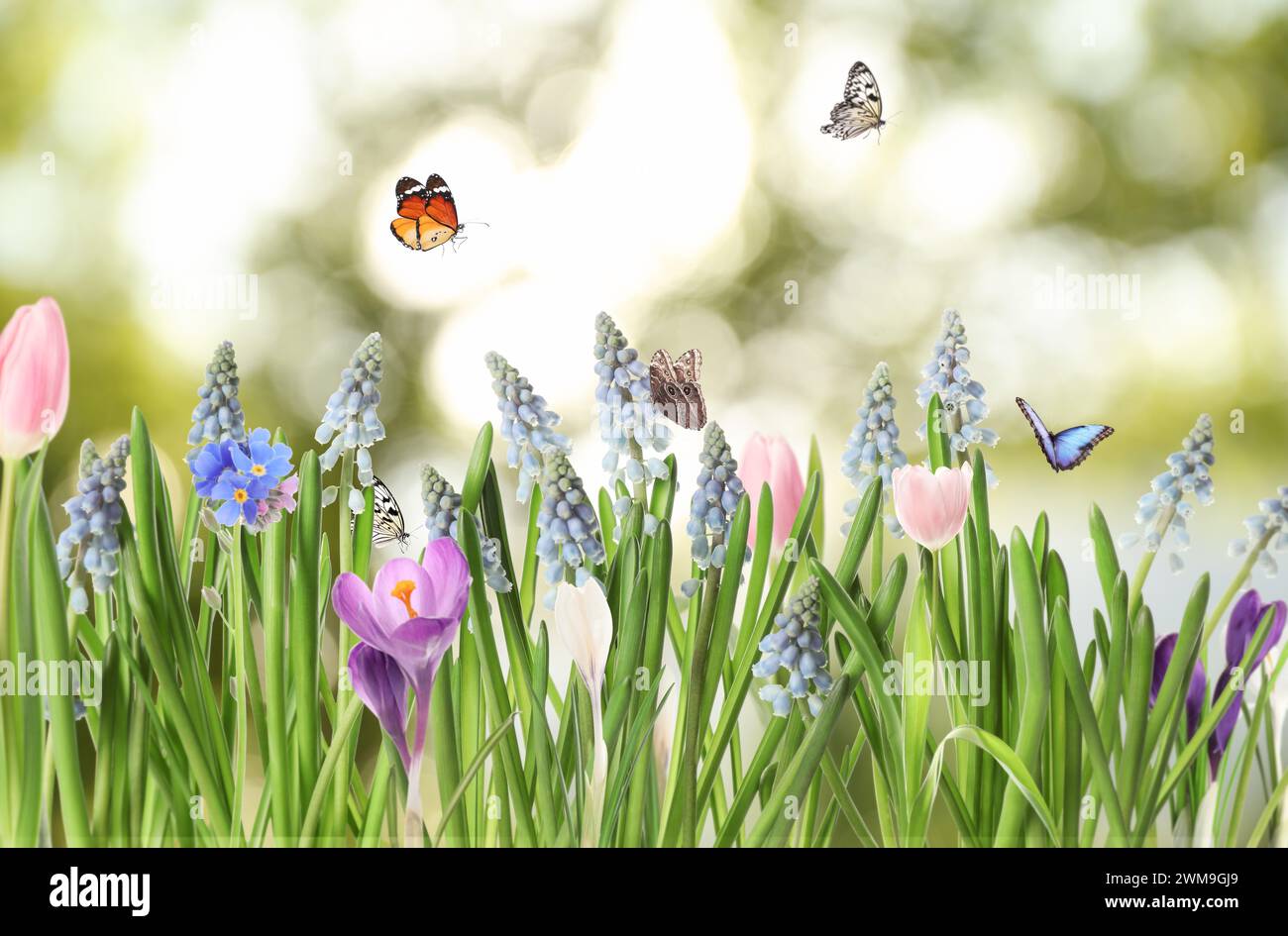 Spring season. Beautiful blooming flowers and butterflies outdoors ...