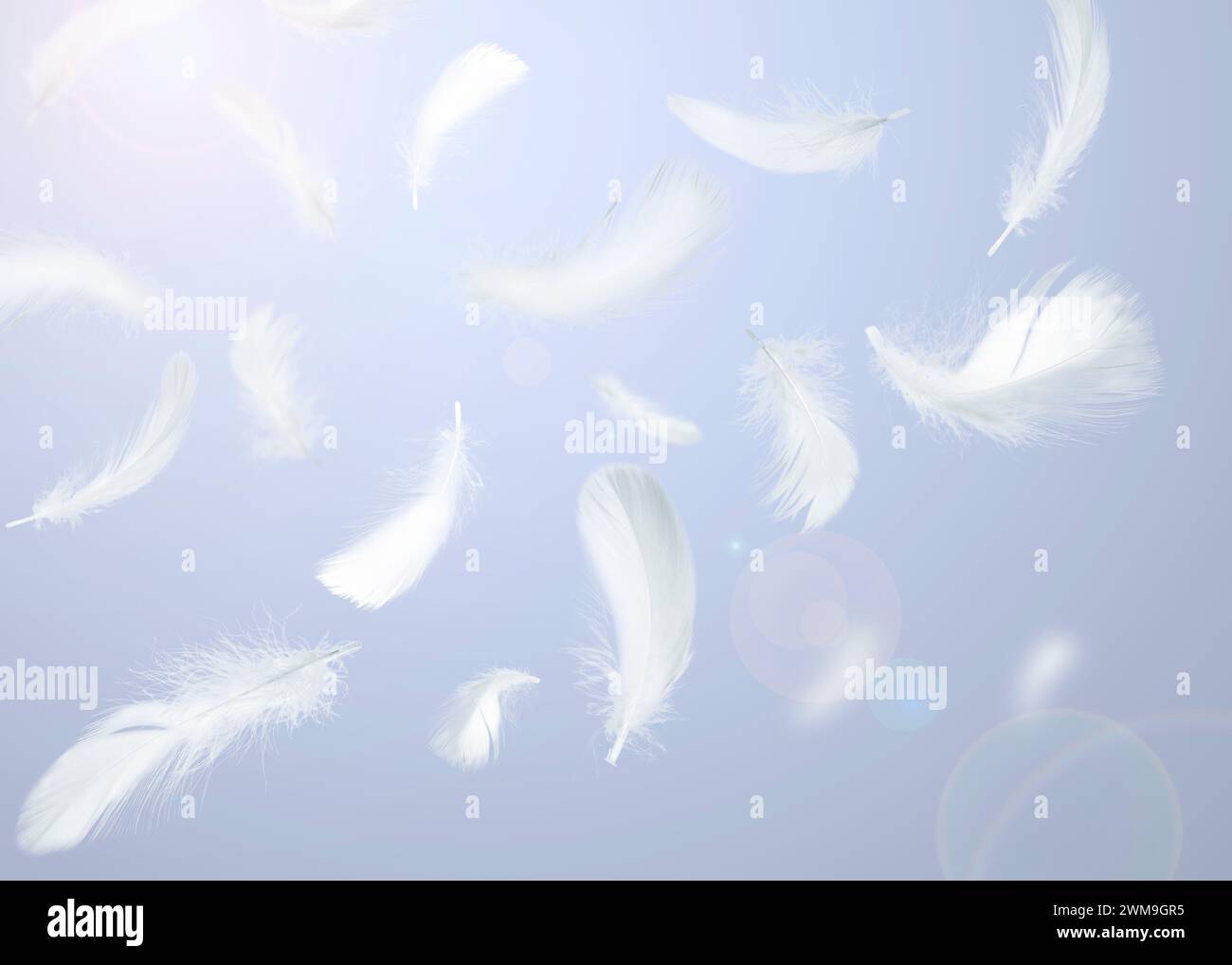 Fluffy bird feathers falling on violet background Stock Photo - Alamy