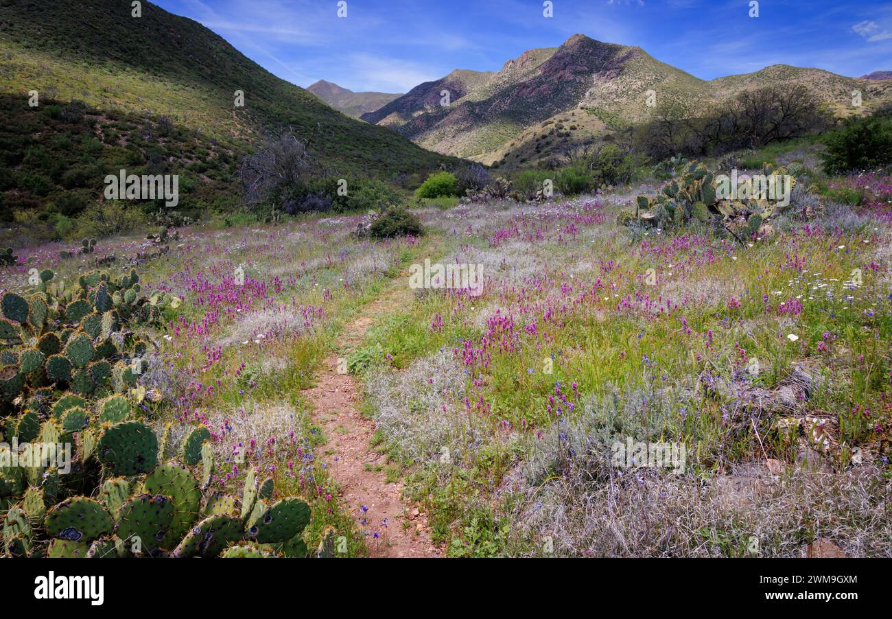 The South Fork Deer Creek trail winds through a verdant meadow ...