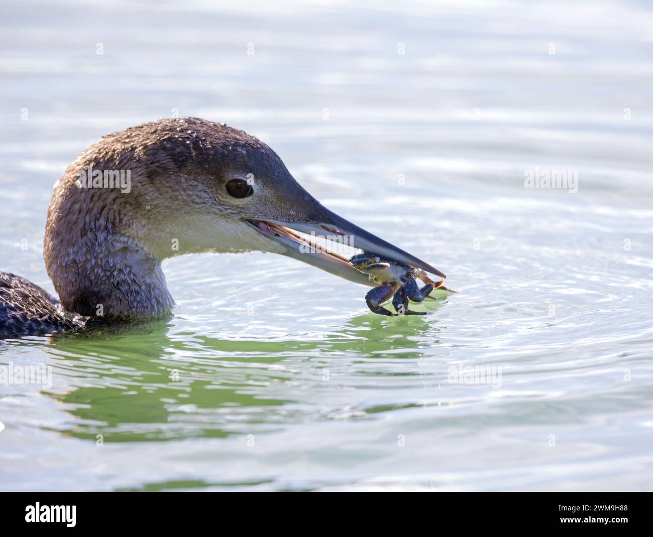Common Loon Eating Crab Closeup Stock Photo - Alamy