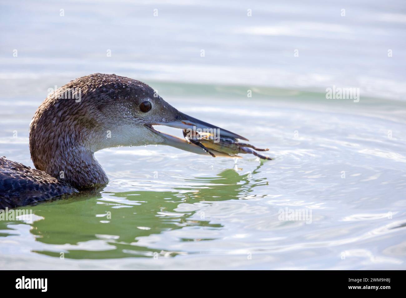 Crab eating birds hi-res stock photography and images - Alamy