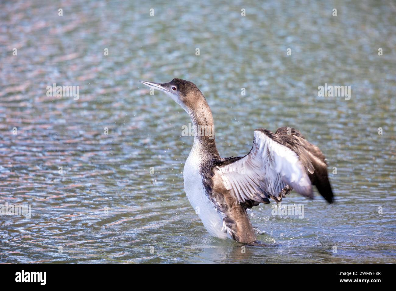 Common Loon Flapping Wings Stock Photo - Alamy