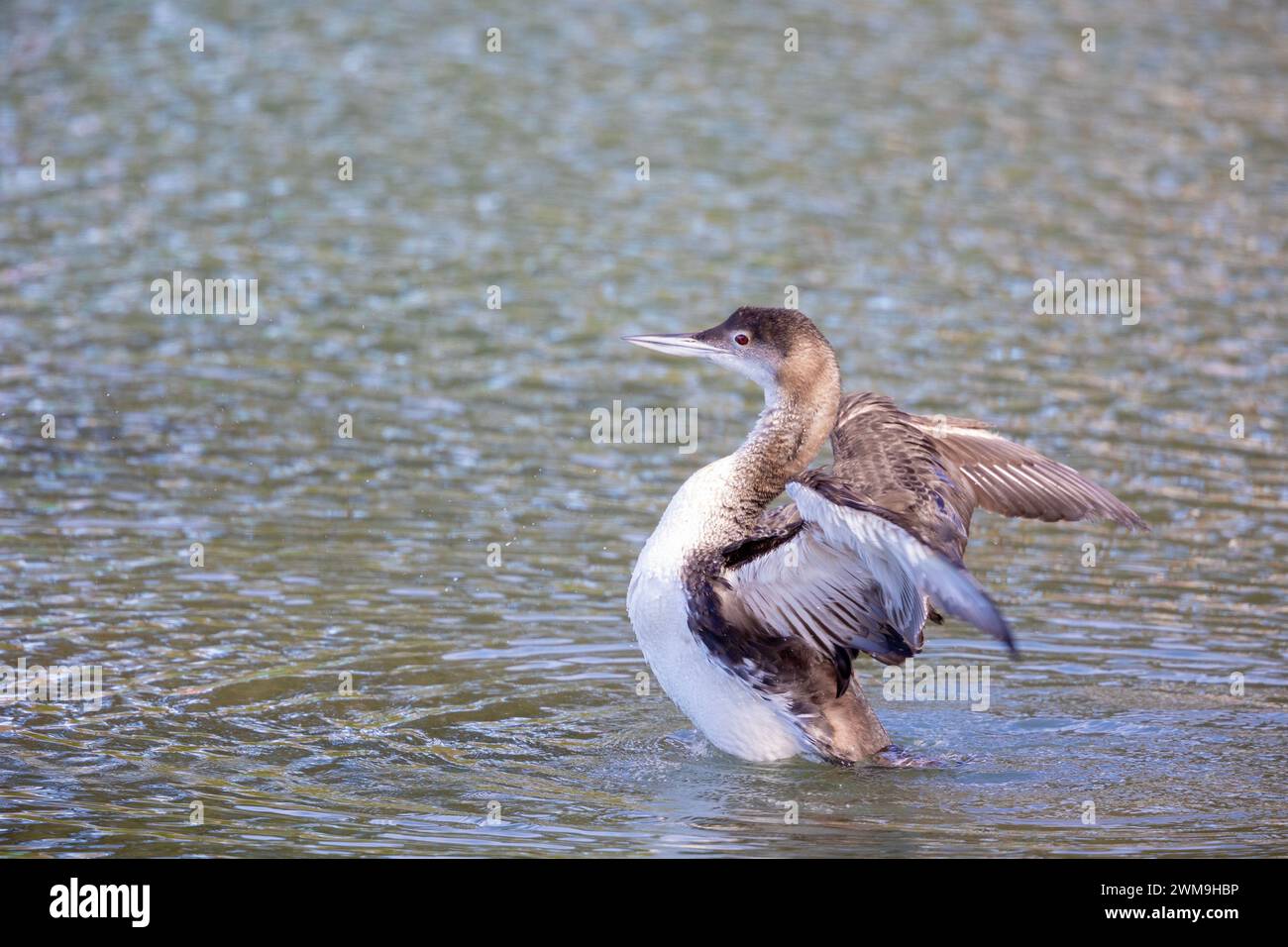 Common Loon Flapping Wings Stock Photo - Alamy
