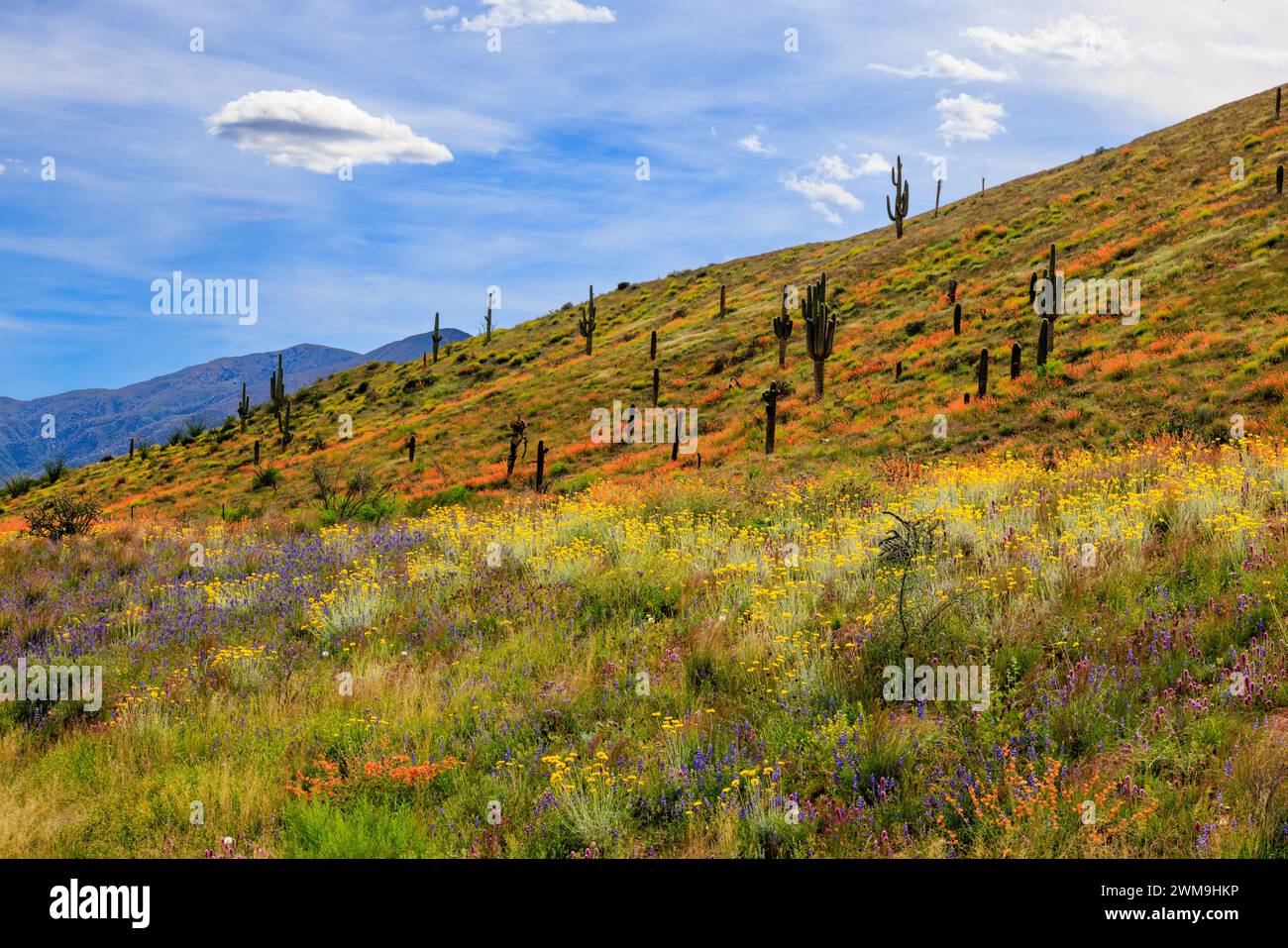 The hillsides along Highway 188 covered in wild flowers during the ...