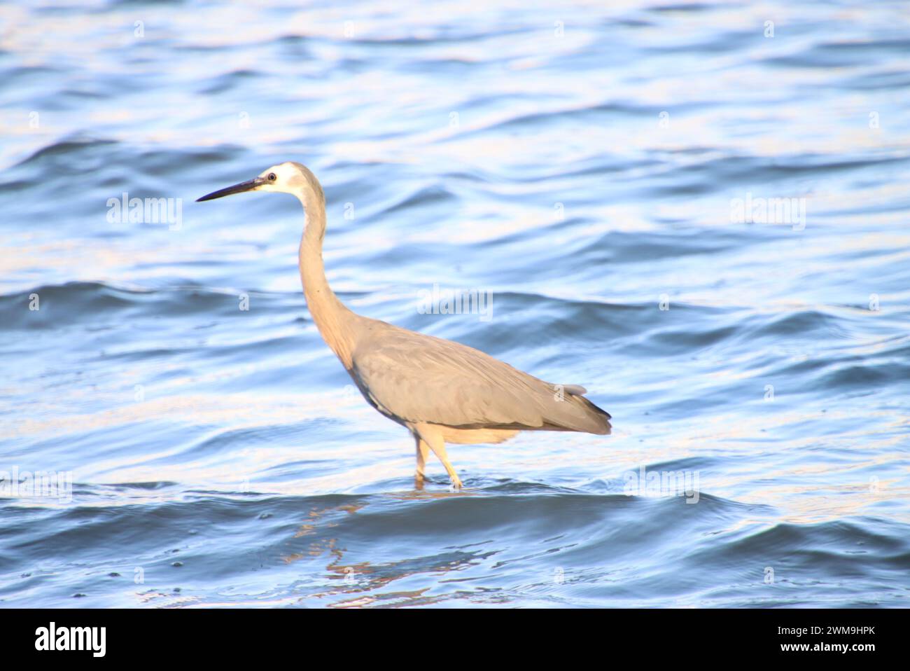 Backlit Heron Standing in the Sea, Tin Can Bay, Australia Stock Photo - Alamy