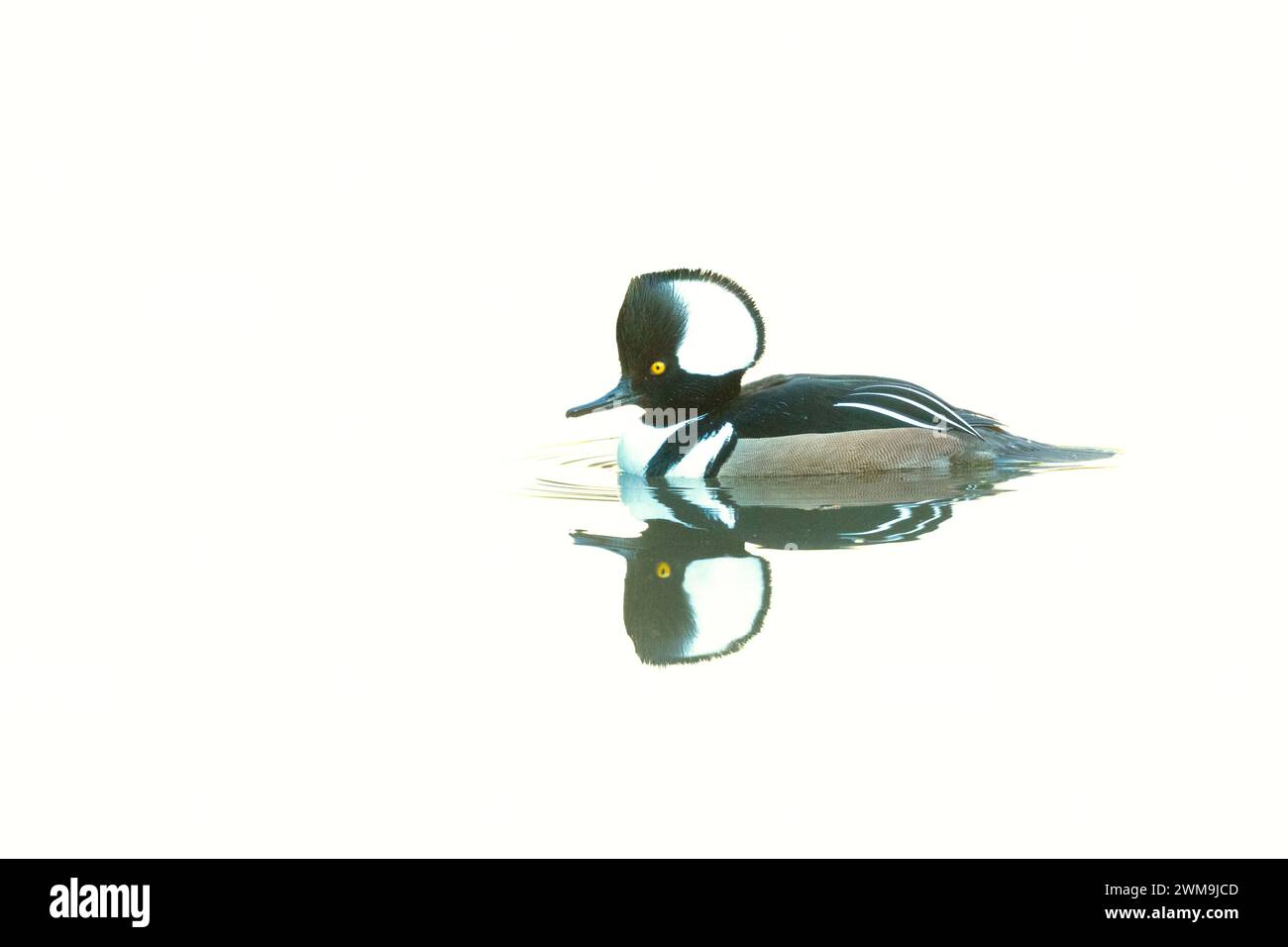 Hooded merganser male hi key and reflection hi-res stock photography and images - Alamy