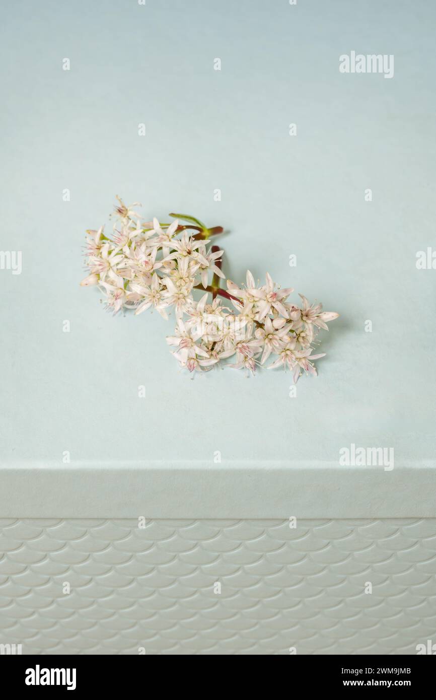 Freshly cut flowering jade tree succulent plant, Crassula Ovata, on a ...