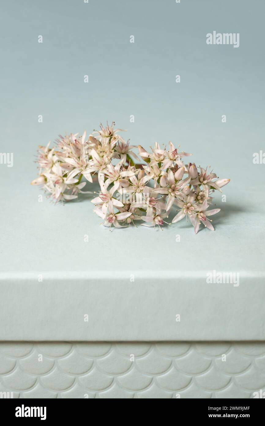 Freshly cut flowering jade tree succulent plant, Crassula Ovata, on a ...