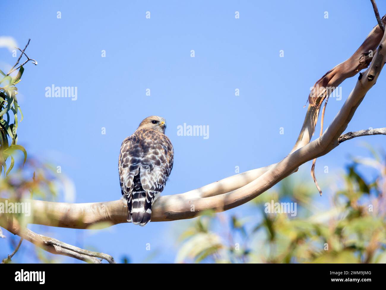 Red Shouldered Hawk Female Stock Photo - Alamy
