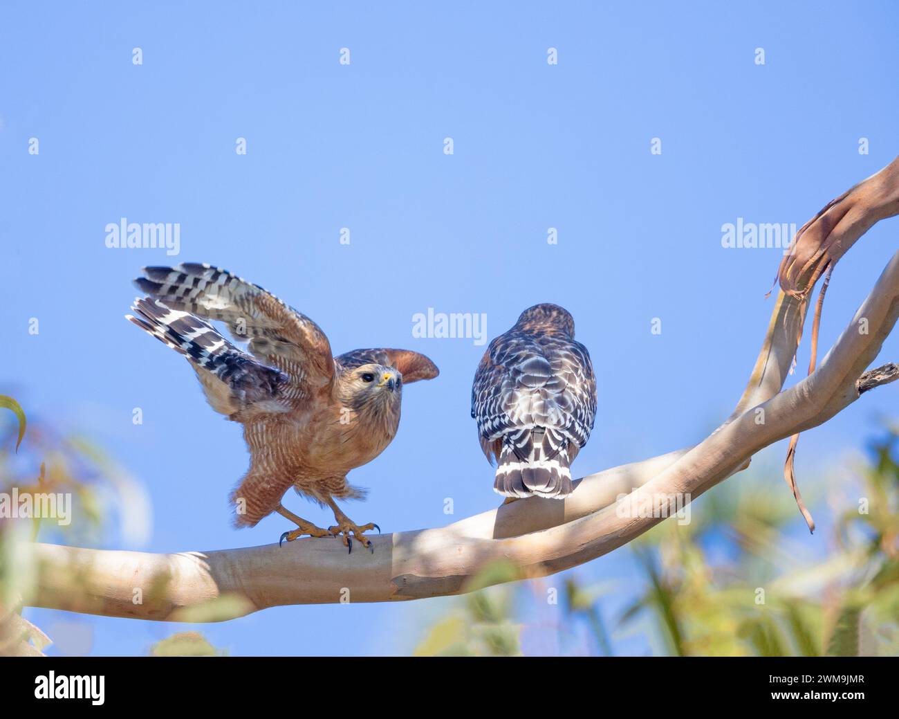 Red Shouldered Hawk Female About to Takeoff after Mating Stock Photo ...