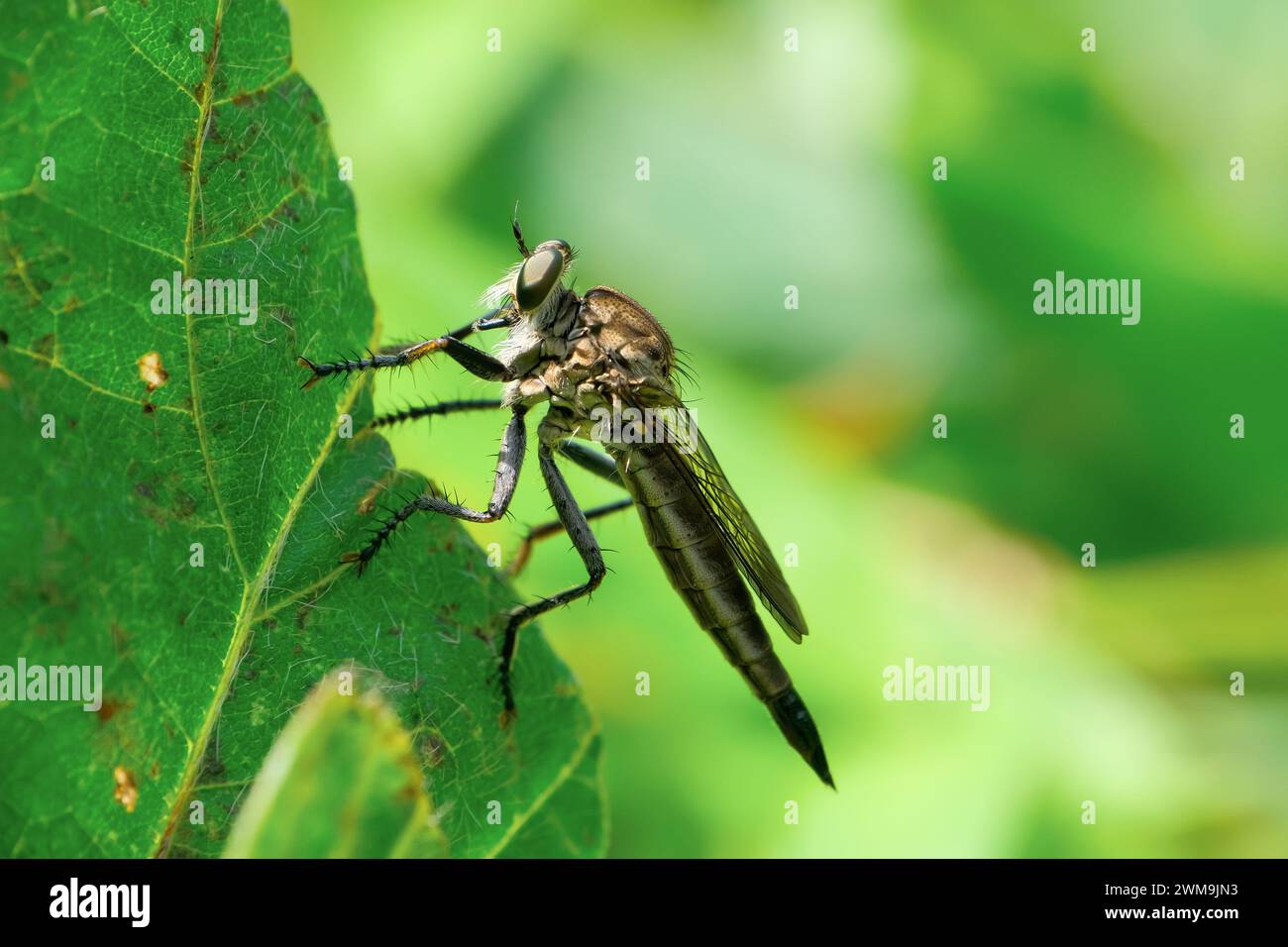 The Asilidae are a family of robber flies, also called killer flies Stock Photo - Alamy