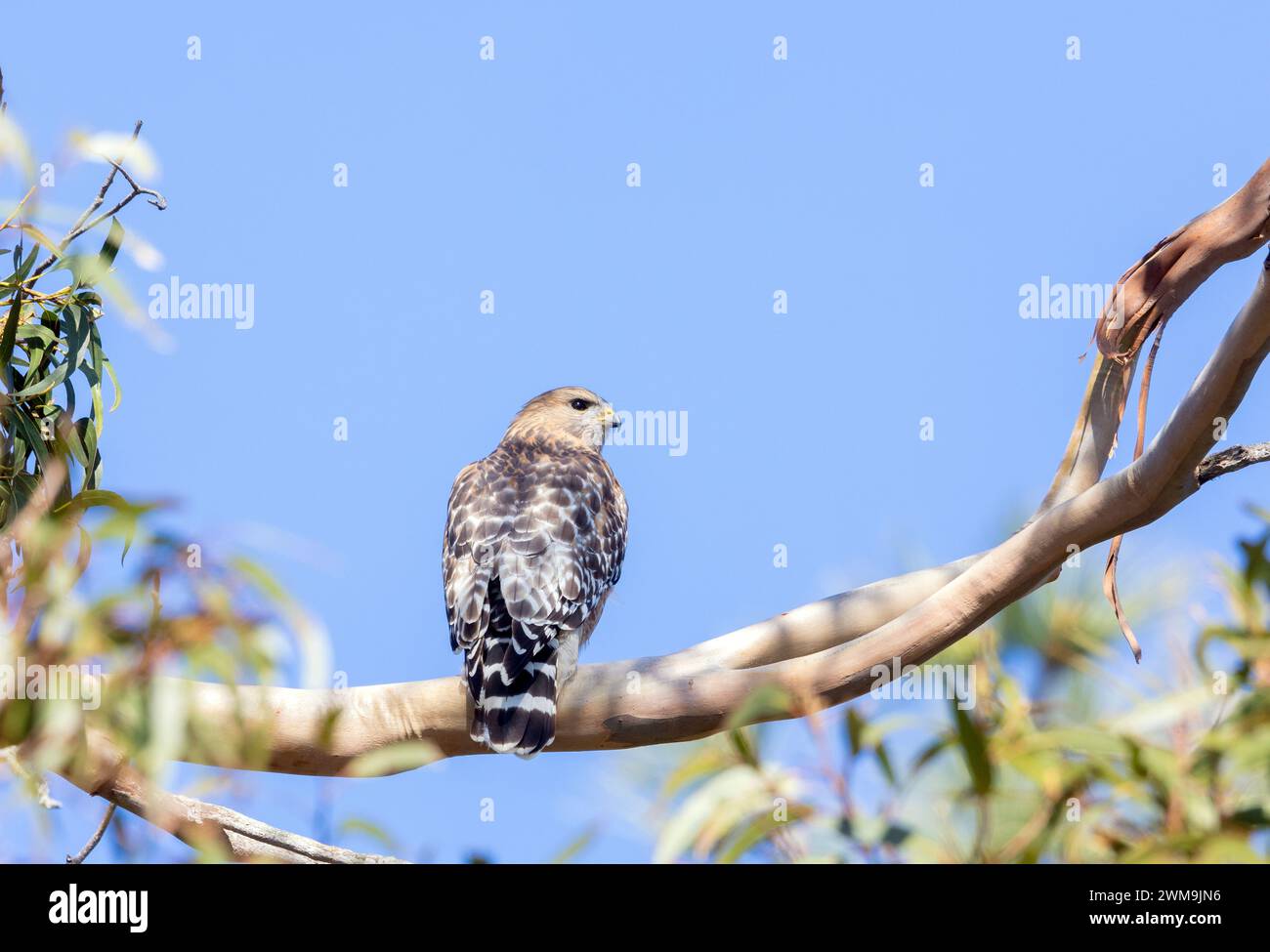 Red Shouldered Hawk Female Stock Photo - Alamy
