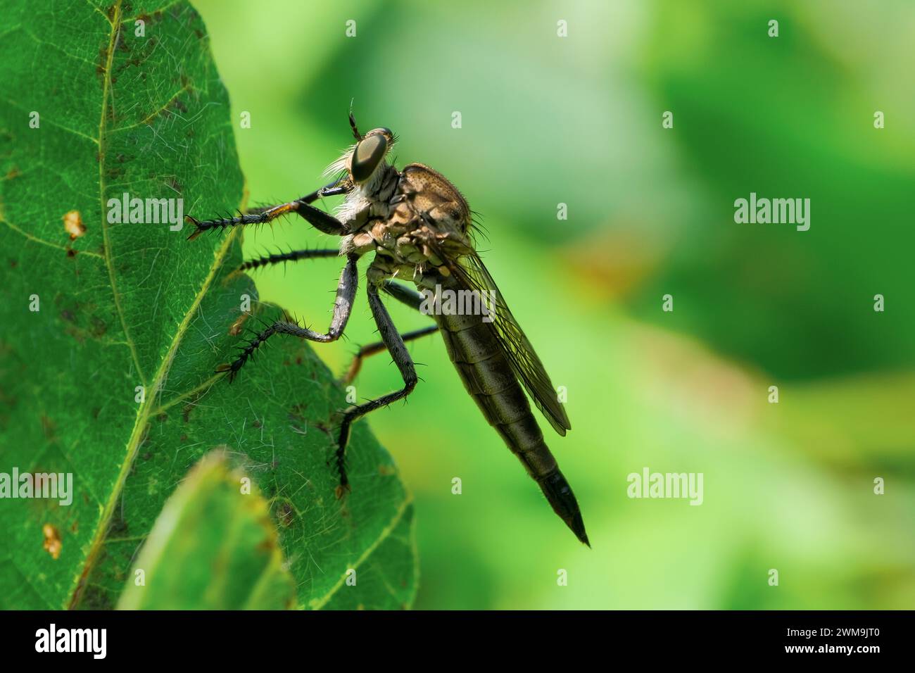 The Asilidae are a family of robber flies, also called killer flies Stock Photo - Alamy