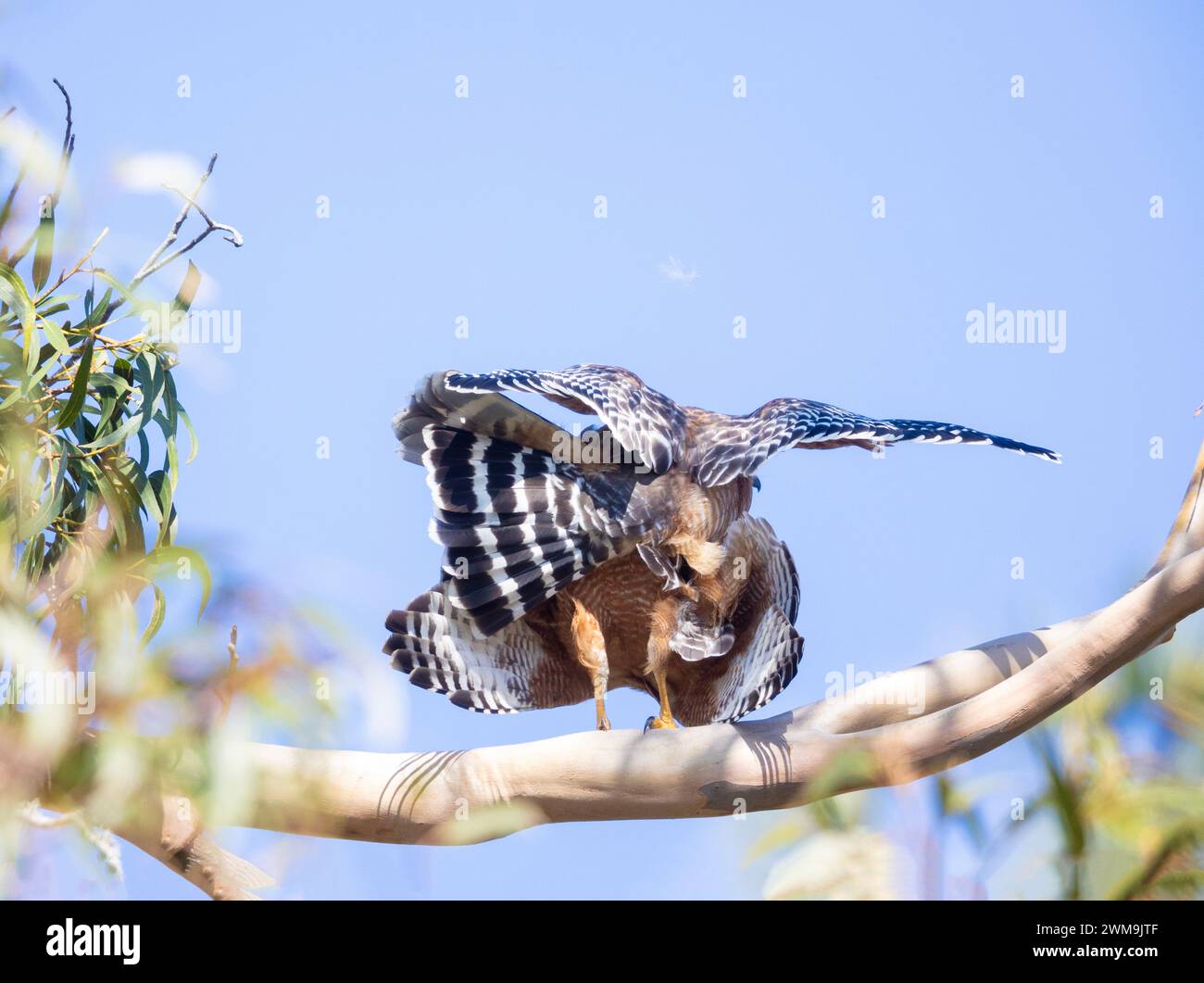 Red shouldered hawks mating hi-res stock photography and images - Alamy