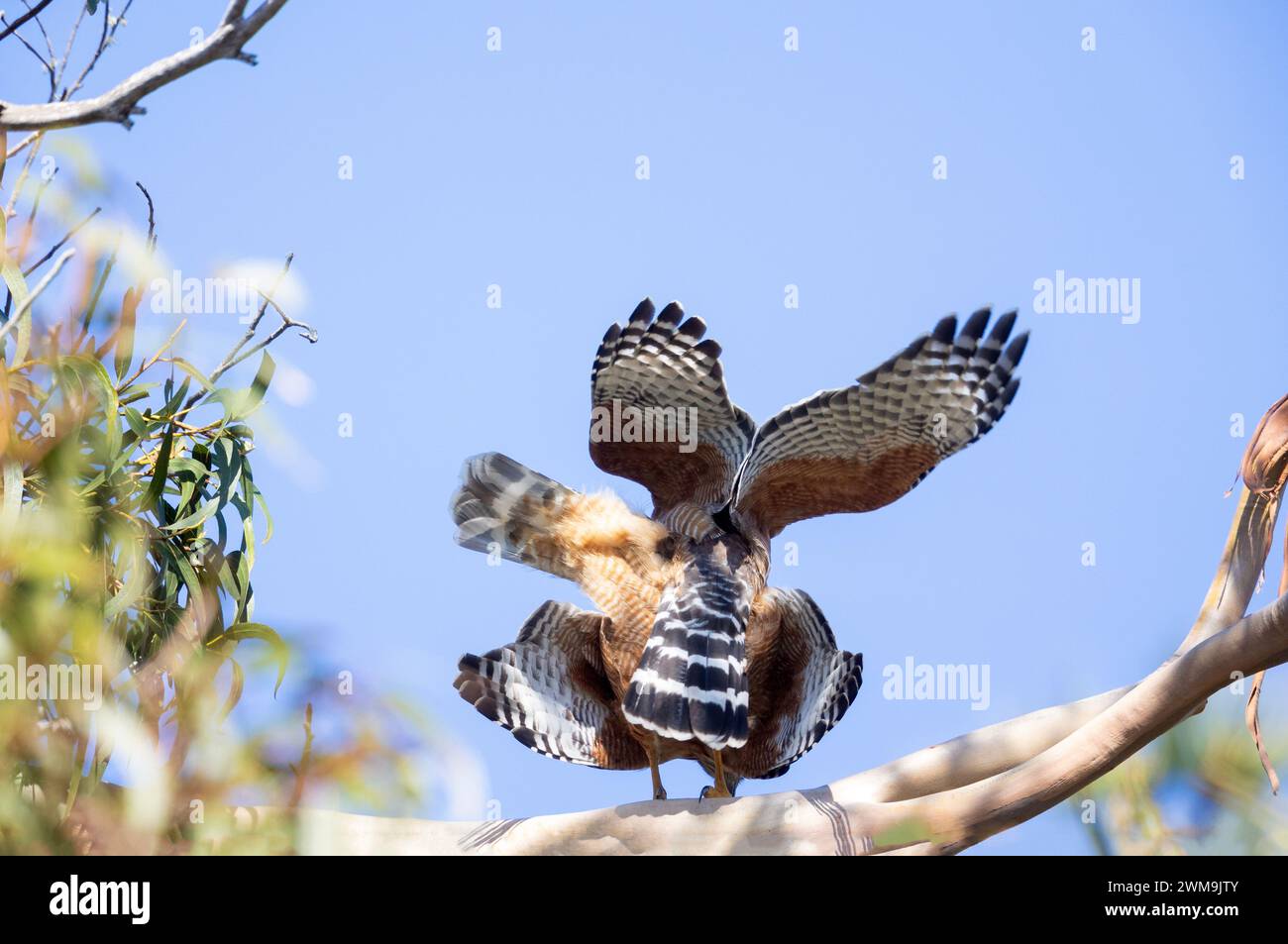 Red Shouldered Hawks Mating Stock Photo - Alamy