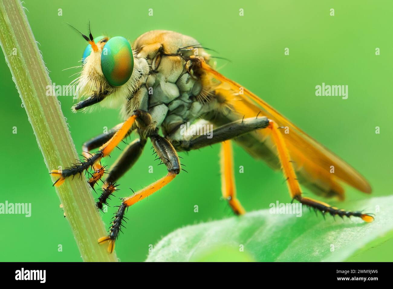 The Asilidae are a family of robber flies, also called killer flies Stock Photo - Alamy