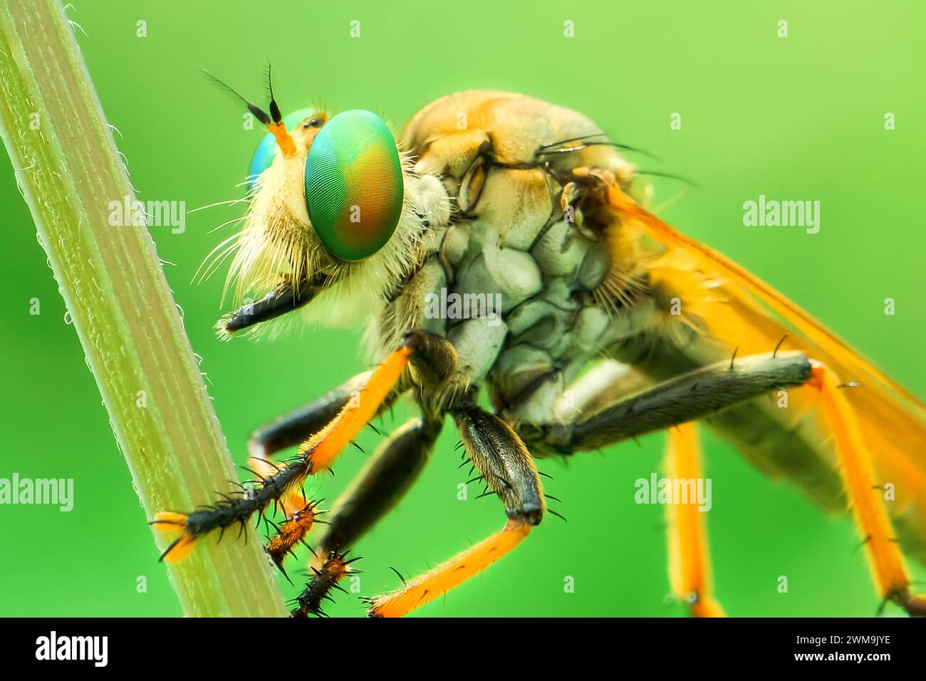 The Asilidae are a family of robber flies, also called killer flies Stock Photo - Alamy